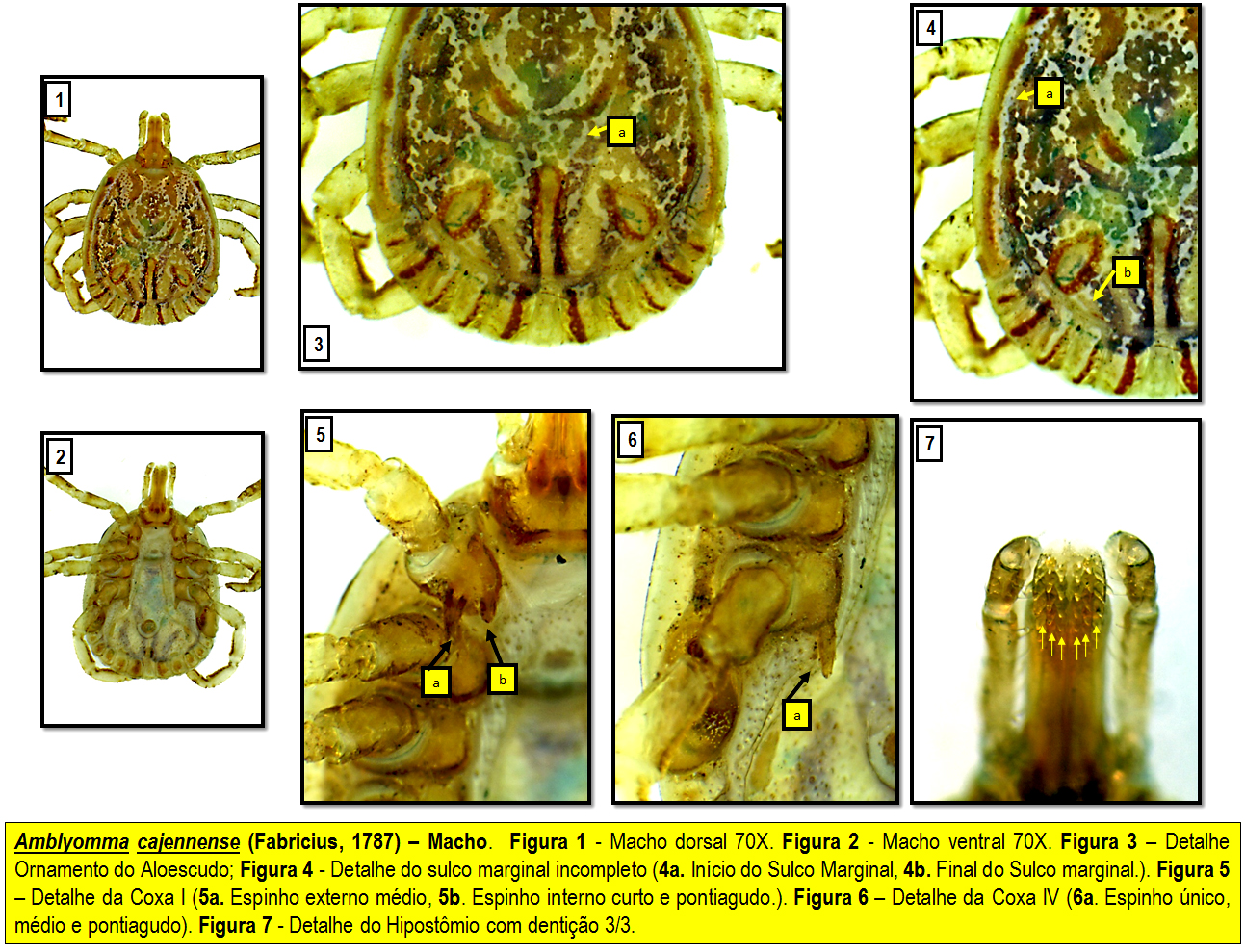 Amblyomma cajennense - Macho | ppbio.inpa.gov.br/inicio Amblyomma cajennense - Macho | ppbio.inpa.gov.br/inicio